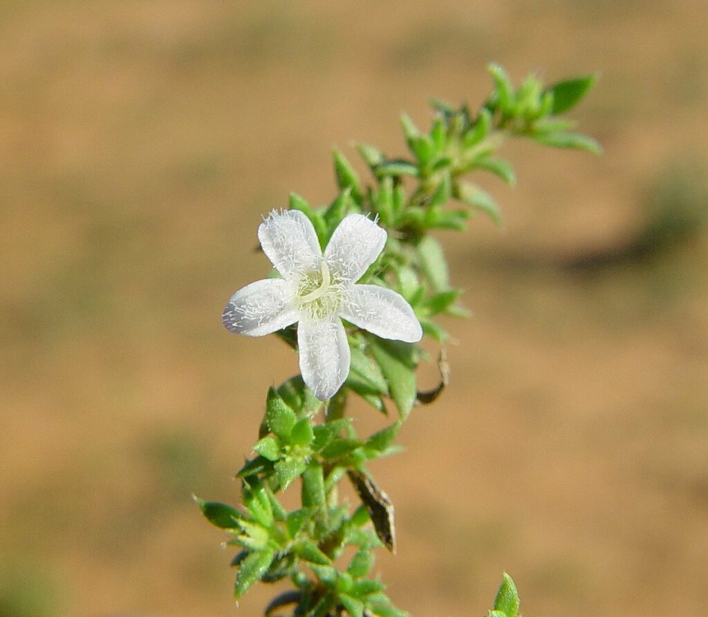 Dentella asperata from Gingerah WA 6725, Australia on June 29, 2005 by ...