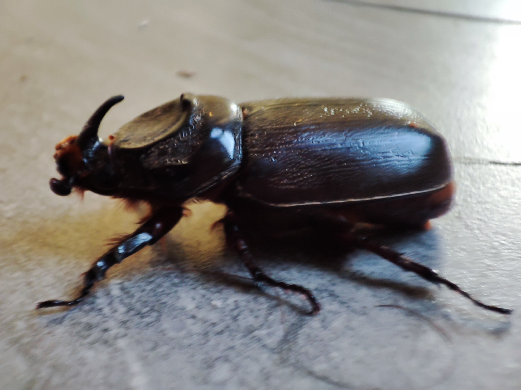 Oryctes rhinoceros (Linnaeus, 1758)