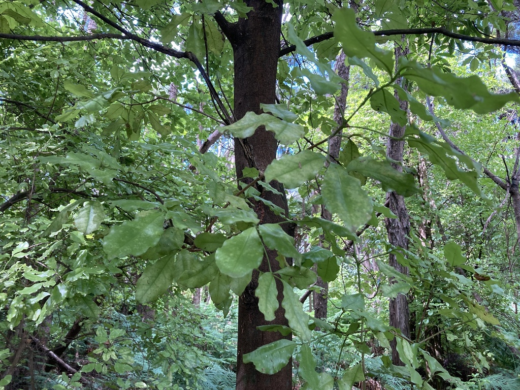 Wharangi from Te Ika-a-Māui/North Island, Waikanae, Wellington, NZ on ...