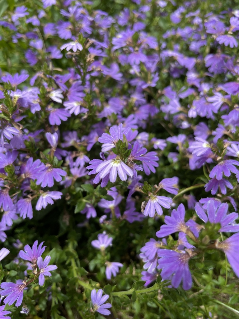 Fairy Fan-flower from Frankston South, VIC, AU on February 02, 2023 at ...