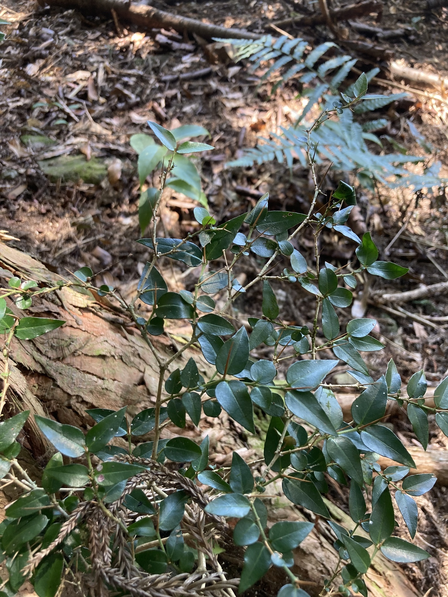 Damnacanthus indicus C.F.Gaertn.