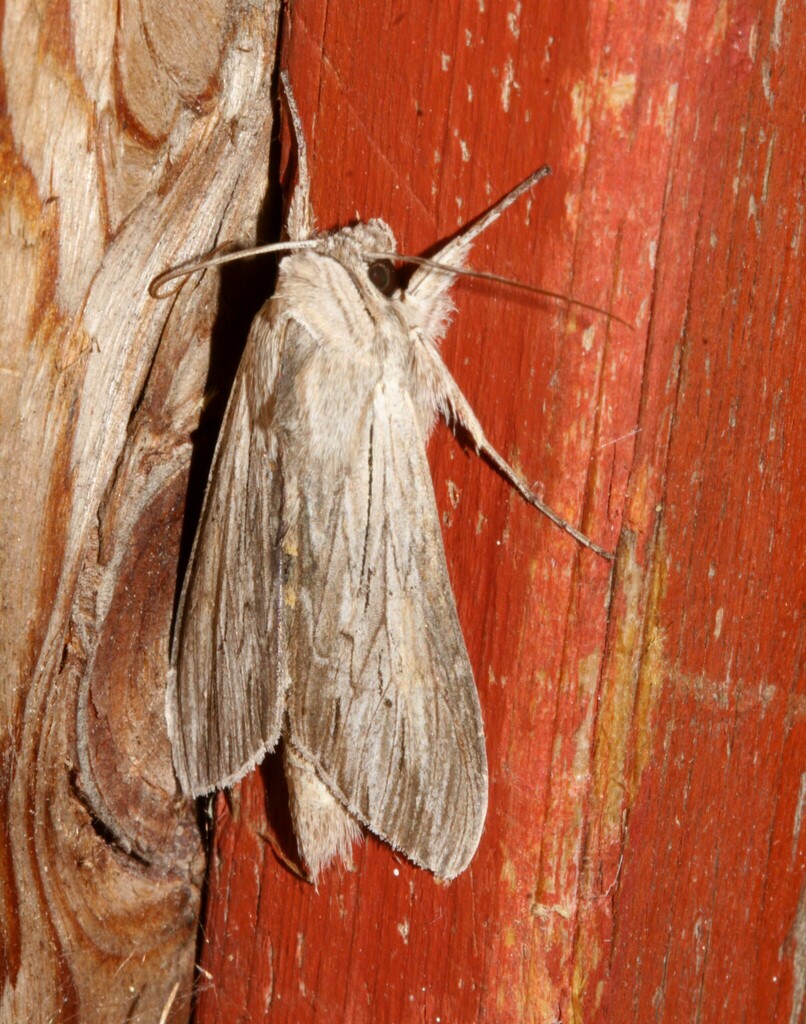 Shark Moth from Pabos, 17 rue Baie-Bleue Le Rocher-Percé, QC, Canada on ...