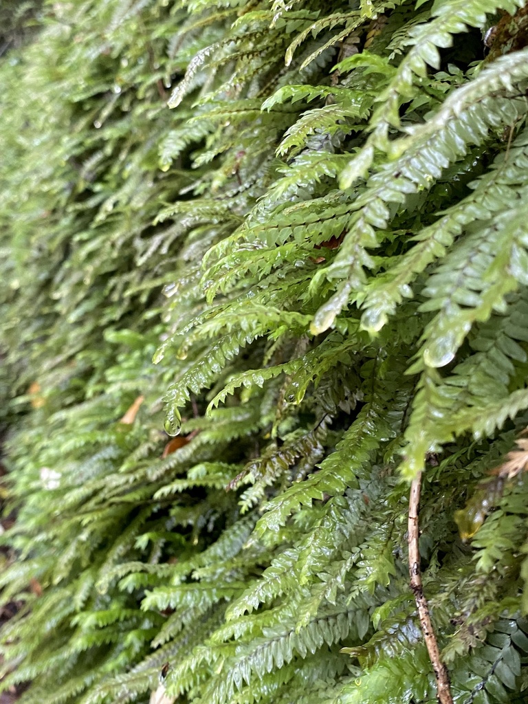 quill moss from Te Waipounamu/South Island, Gore, Southland, NZ on ...