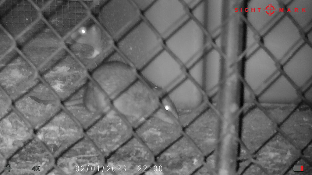 Brown Rat from Lanier Heights, Washington, DC 20009, USA on February 1 ...