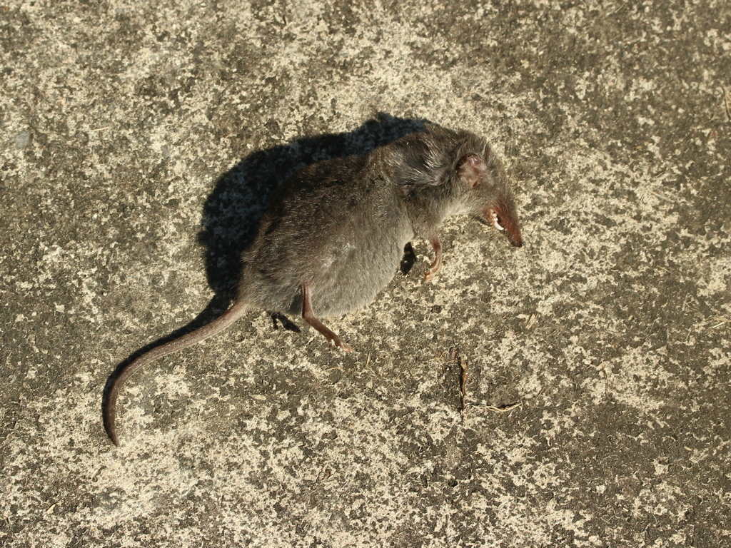 Suncus murinus (Linnaeus, 1766)