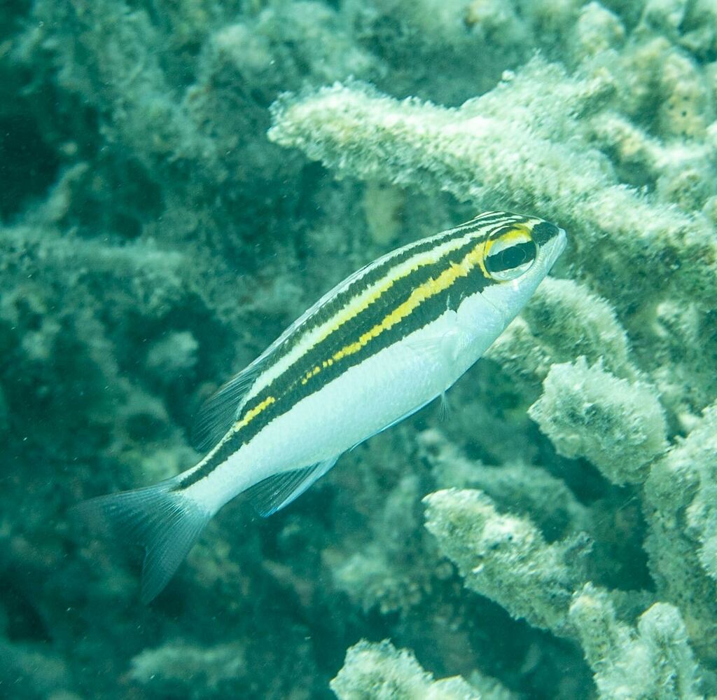 Monocle Breams (Scolopsis) - Marine Life Identification