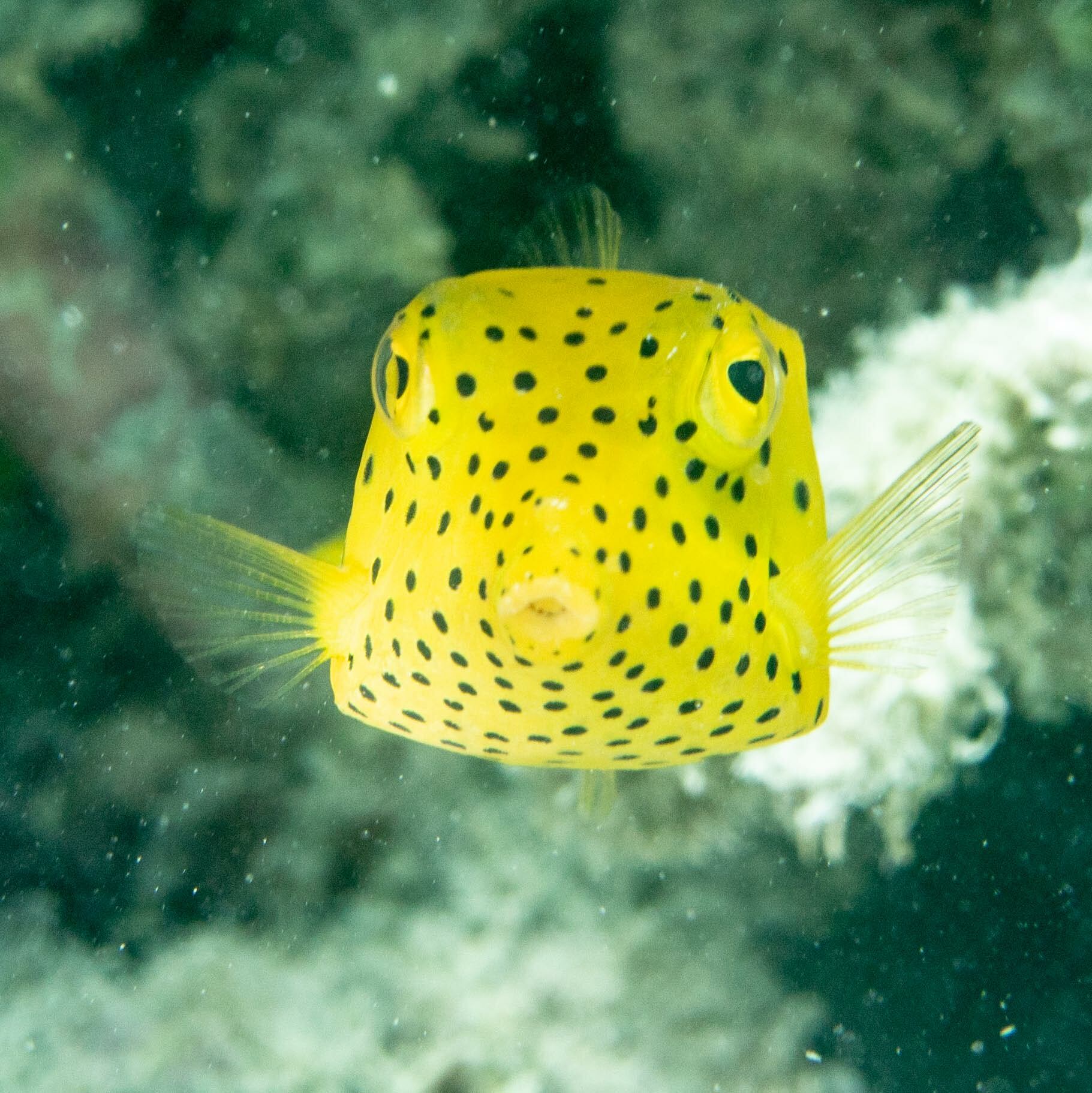 Ostracion cubicus Linnaeus, 1758