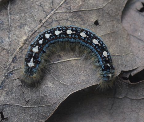 Forest Tent Caterpillar Moth from Hickory Ln, Creekridge Estates, TX ...