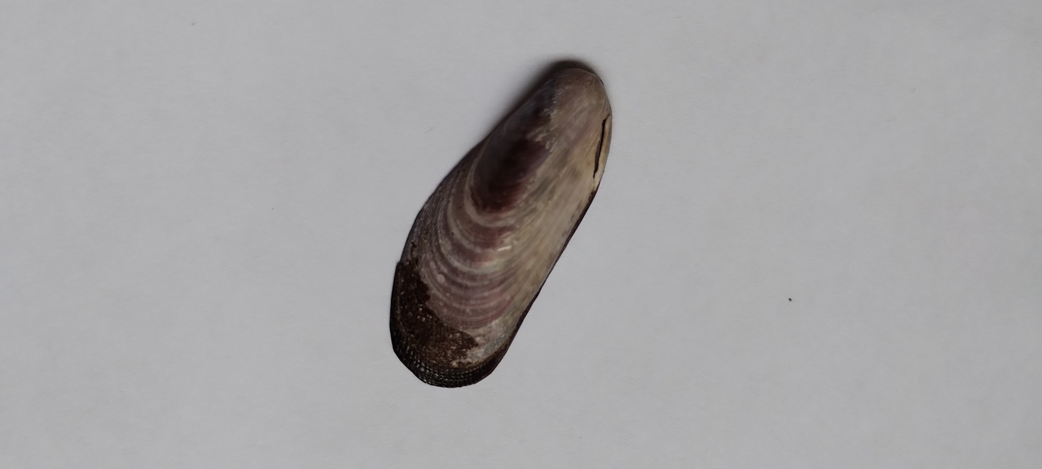 Brachidontes rodriguezii (d'Orbigny, 1842)