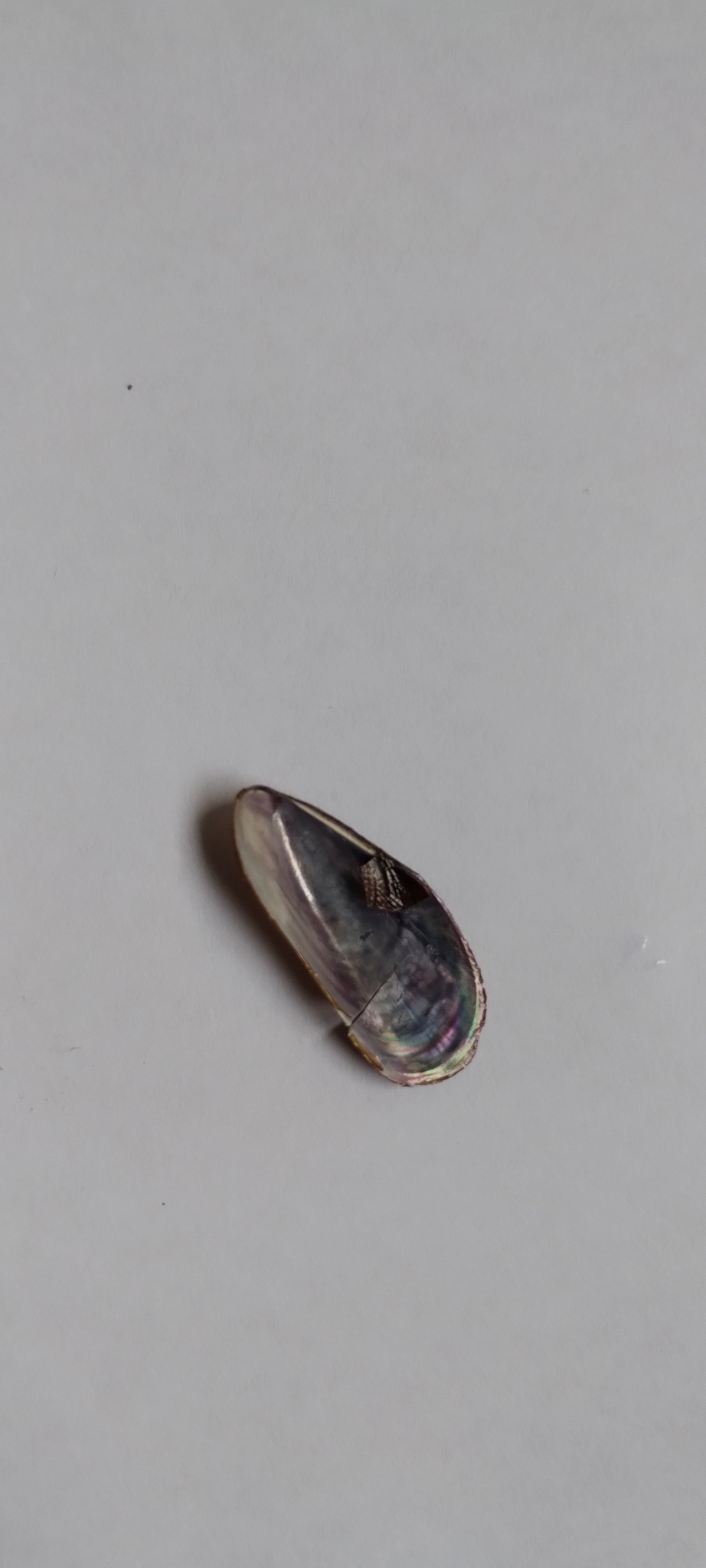 Brachidontes rodriguezii (d'Orbigny, 1842)