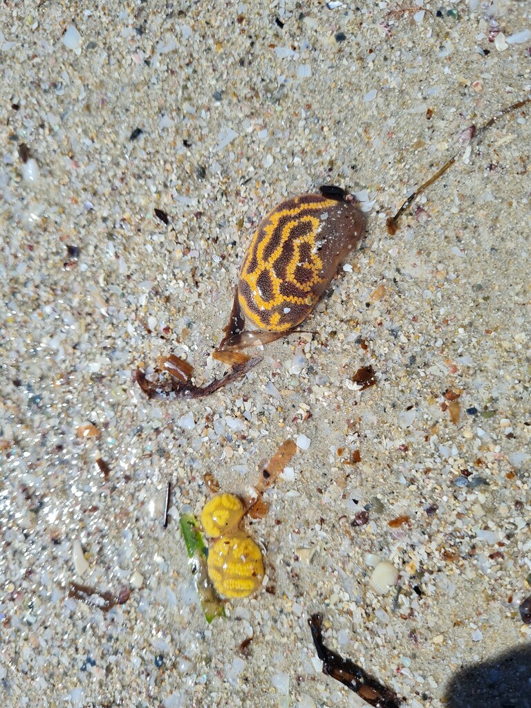 Botrylloides perspicuus from Adelaide SA, Australia on October 16, 2022 ...