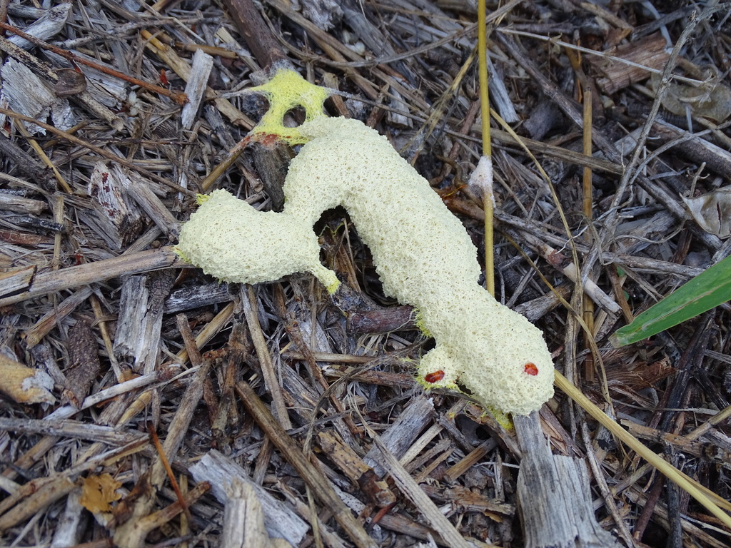 true slime molds from Klein Windhoek, Windhoek, Namibia on February 01 ...