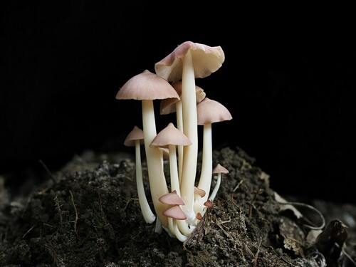Entoloma mastoideum · iNaturalist United Kingdom