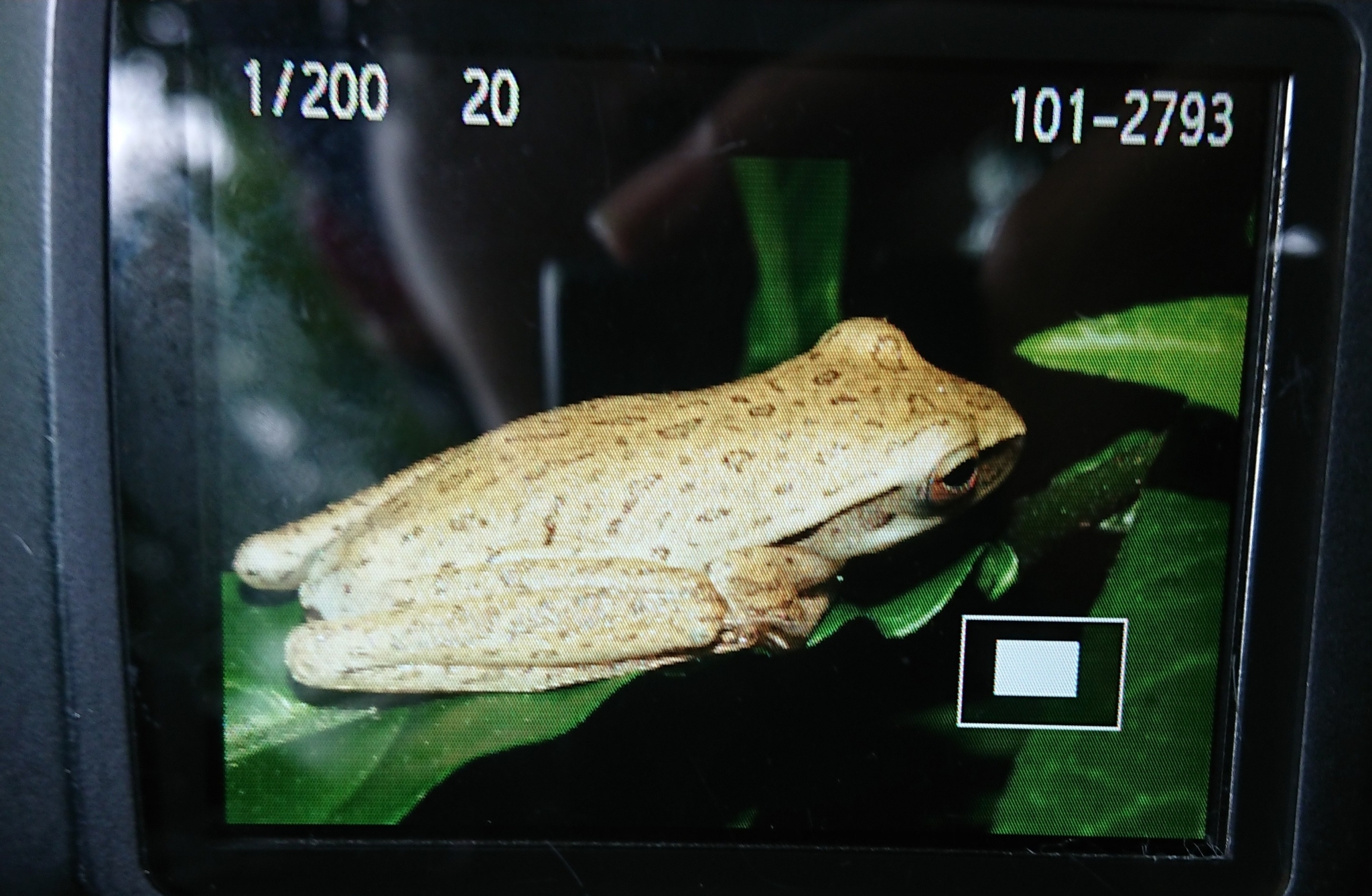 Polypedates leucomystax (Gravenhorst, 1829)