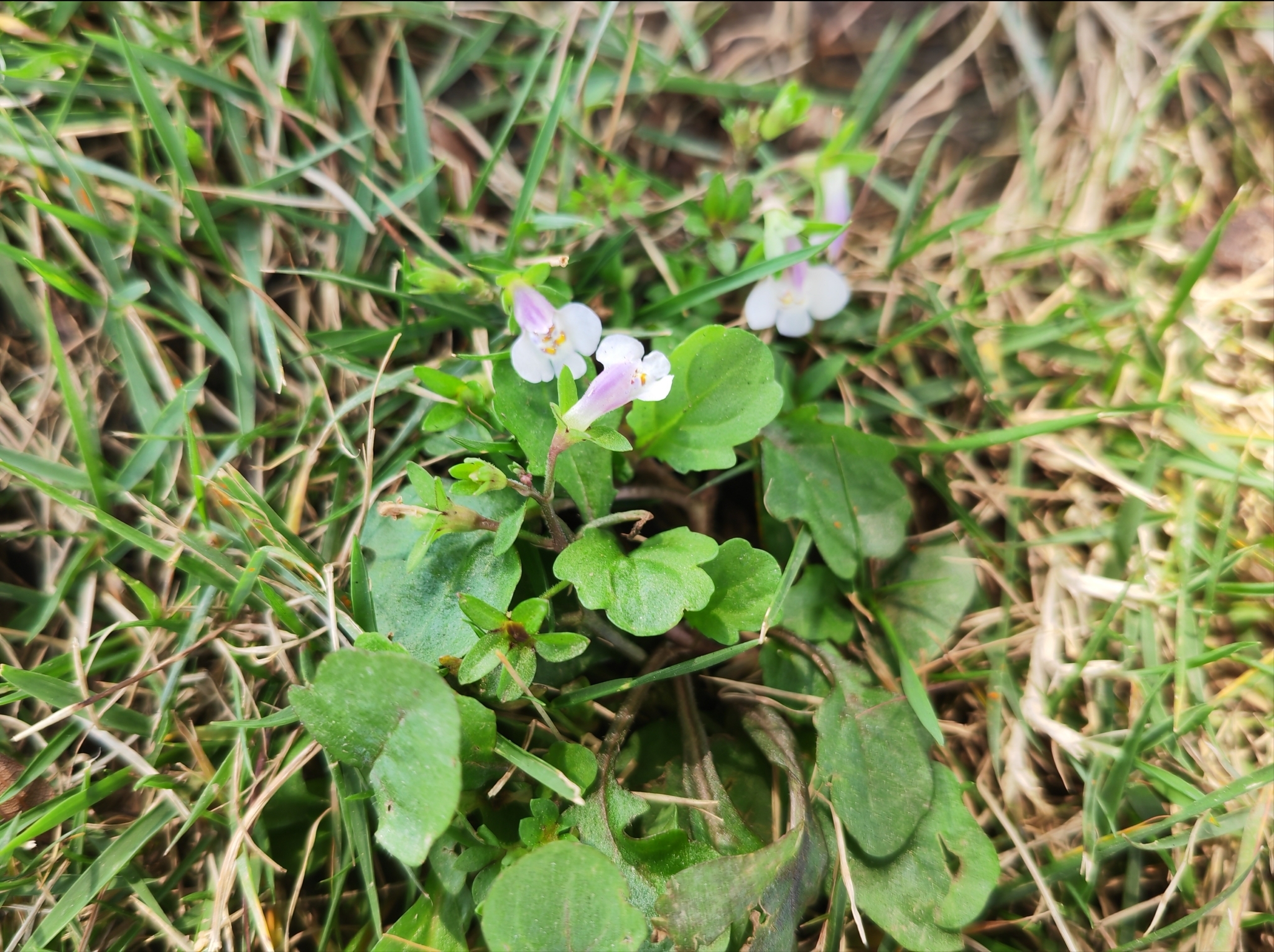 Mazus pumilus (Burm.fil.) Steenis