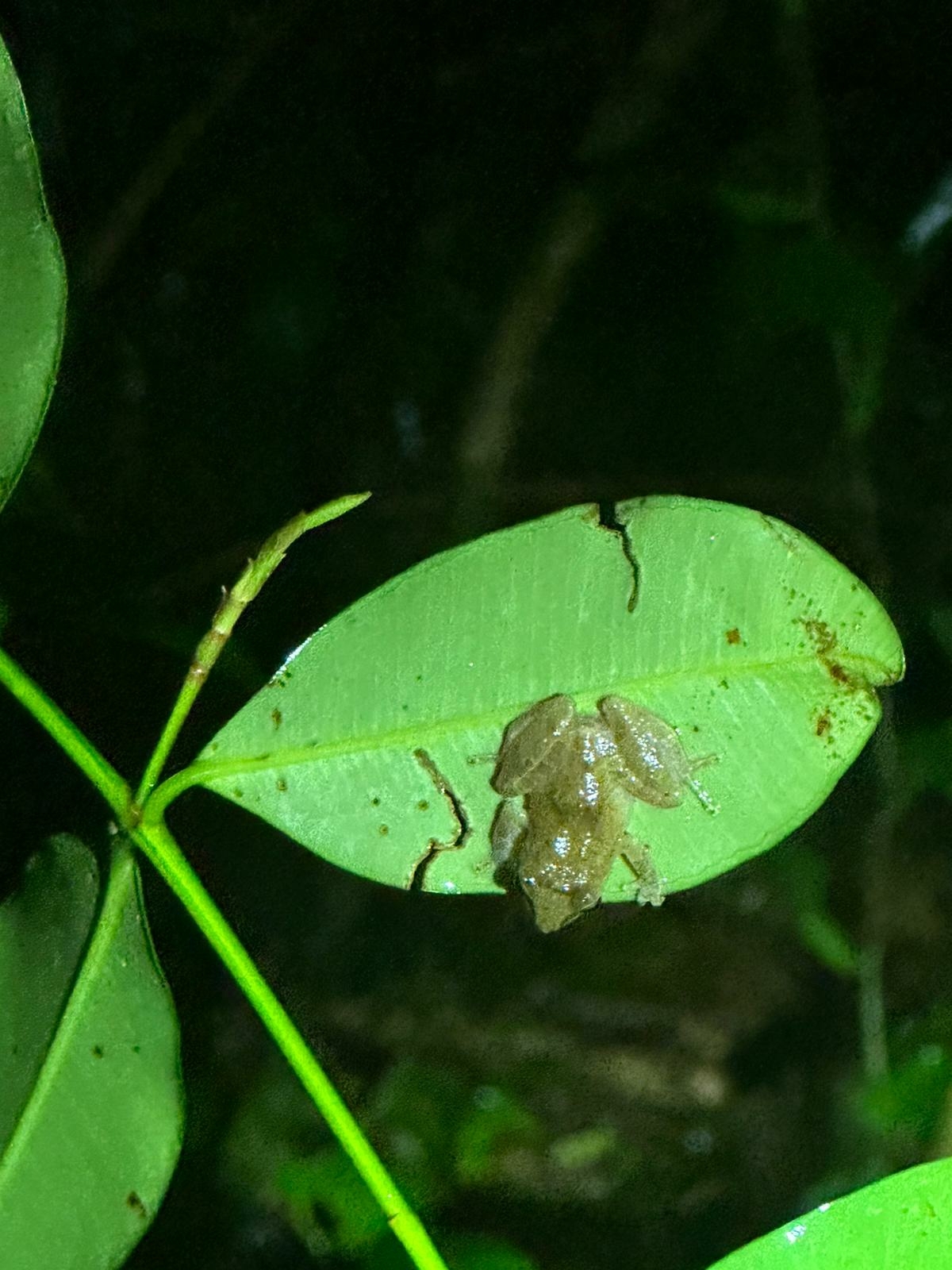 Pristimantis ridens (Cope, 1866)