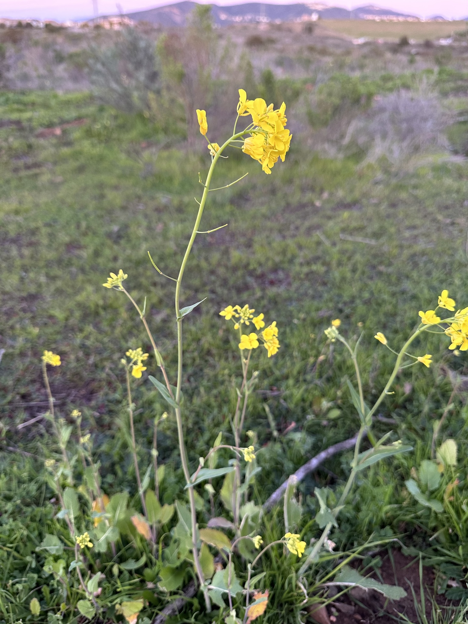 Brassica rapa L.