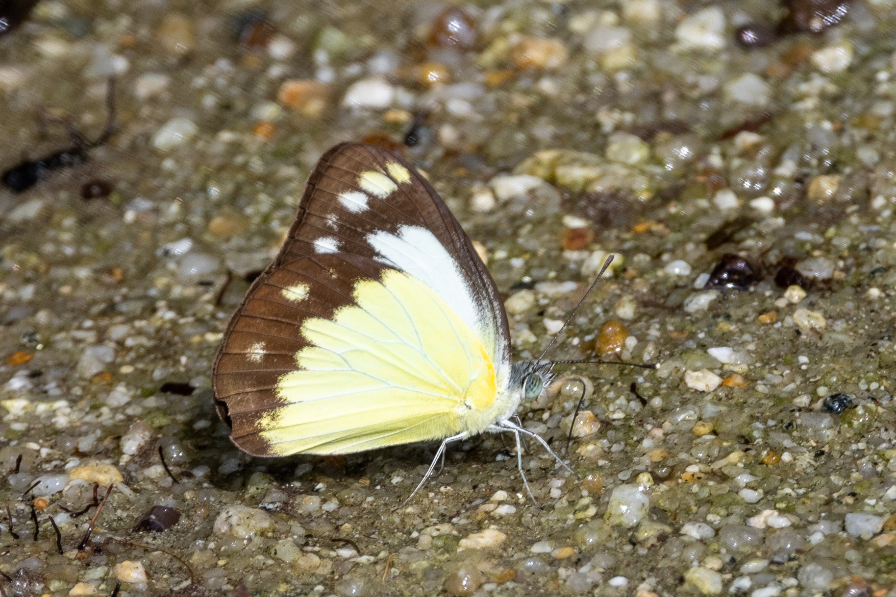 Cepora perimale (Donovan, 1805)