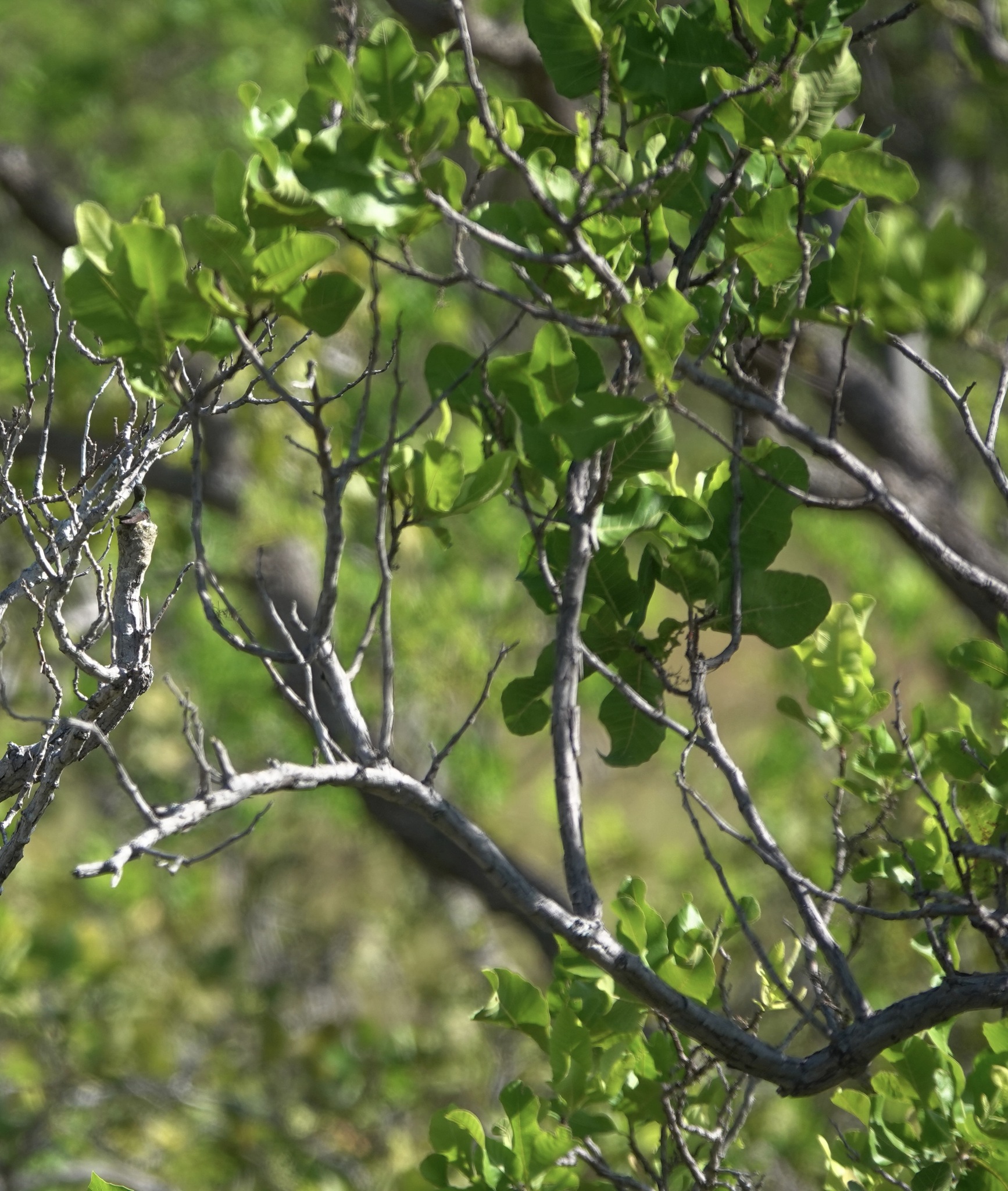 Curatella americana L.