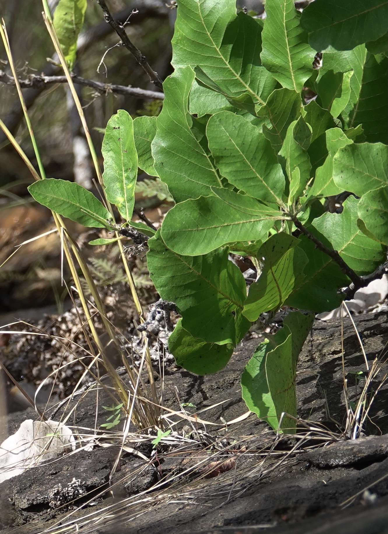 Curatella americana L.