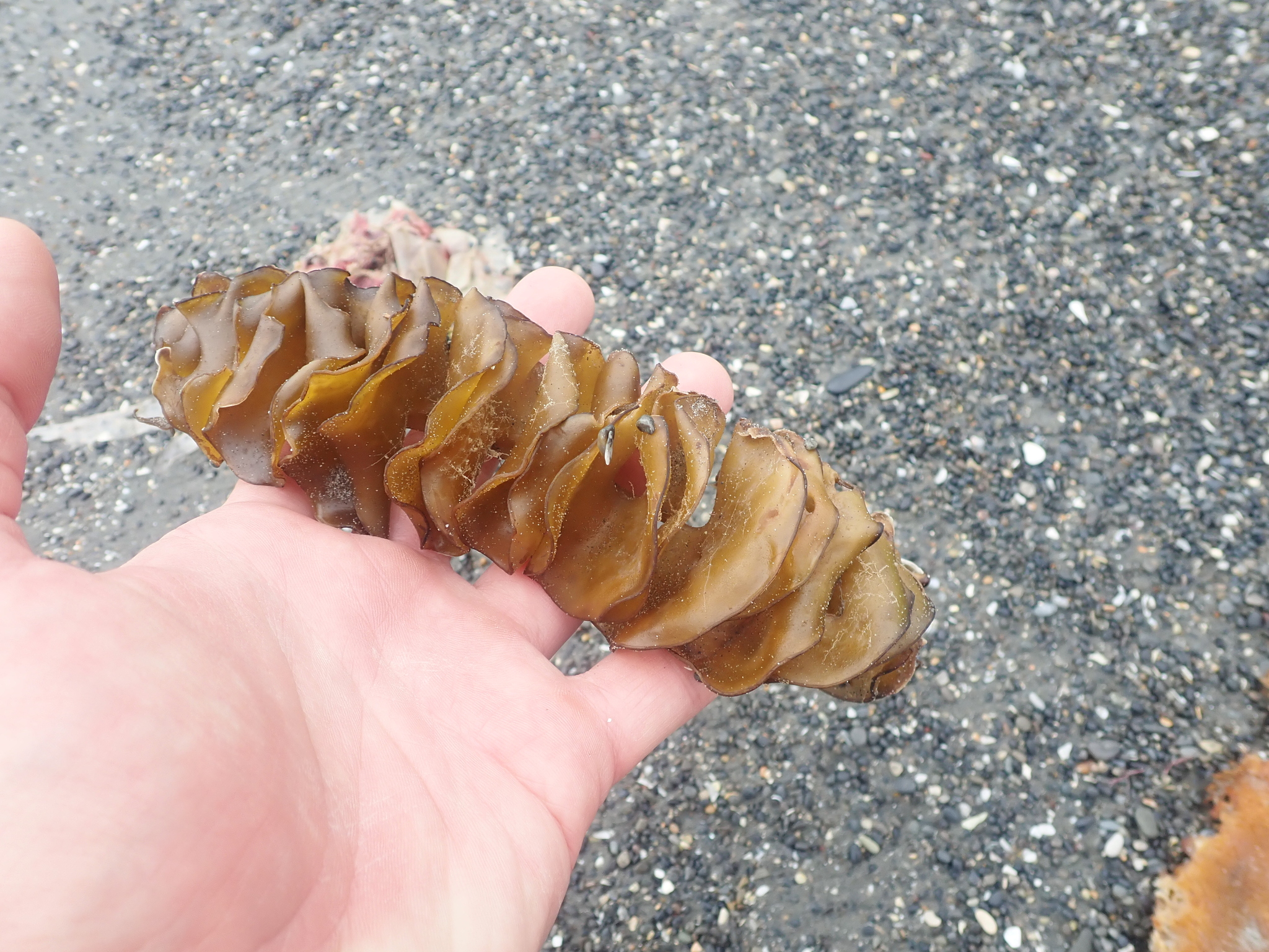 Undaria pinnatifida (Harv.) Suringar