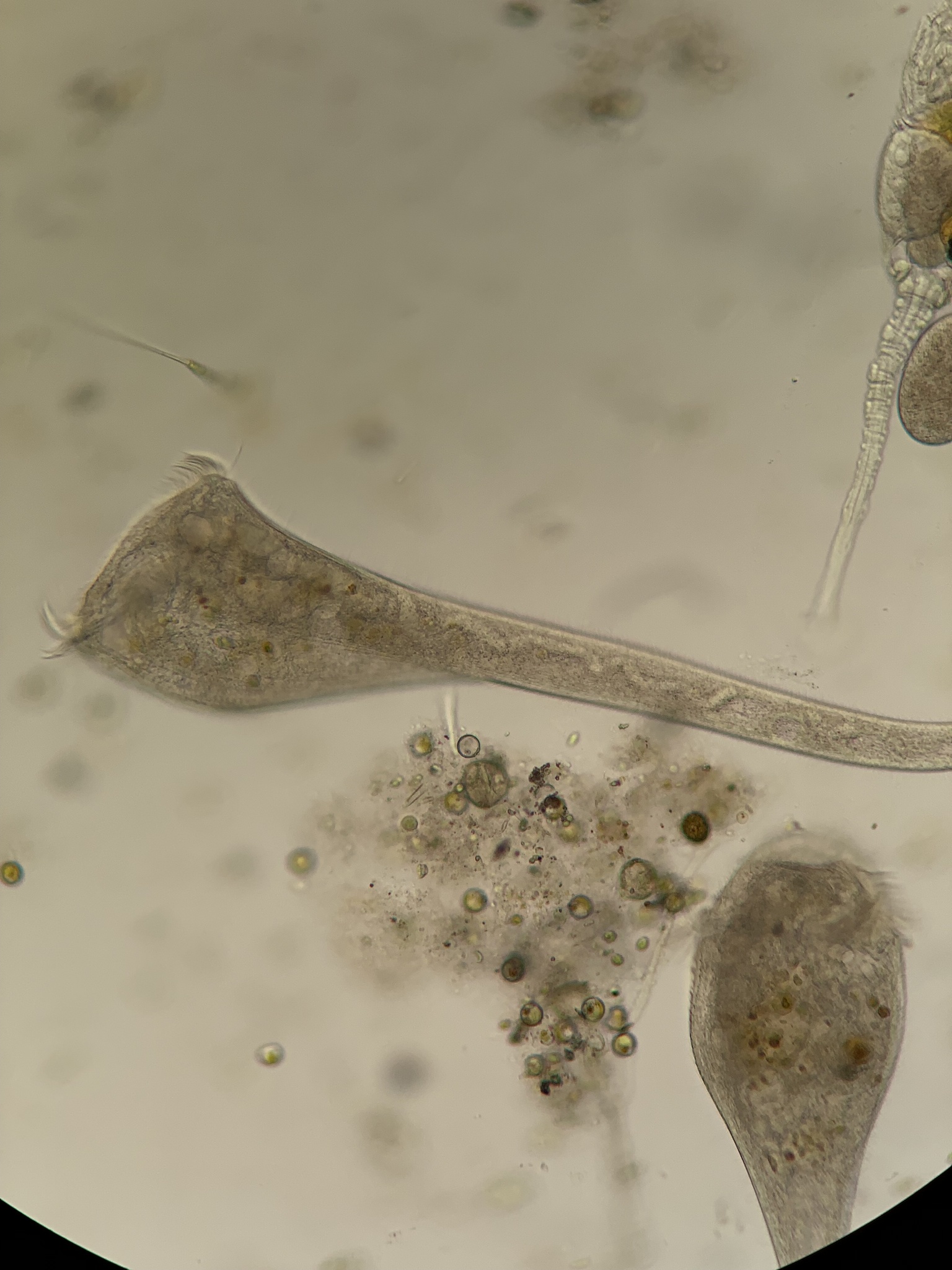 Stentor roeselii Ehrenberg, 1835