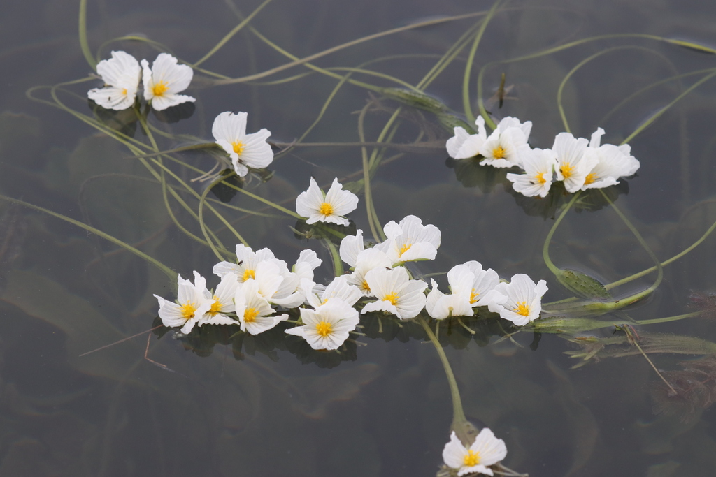 Ottelia acuminata crispa from 中国凉山彝族自治州盐源县泸沽湖 邮政编码: 615715 on August 25 ...
