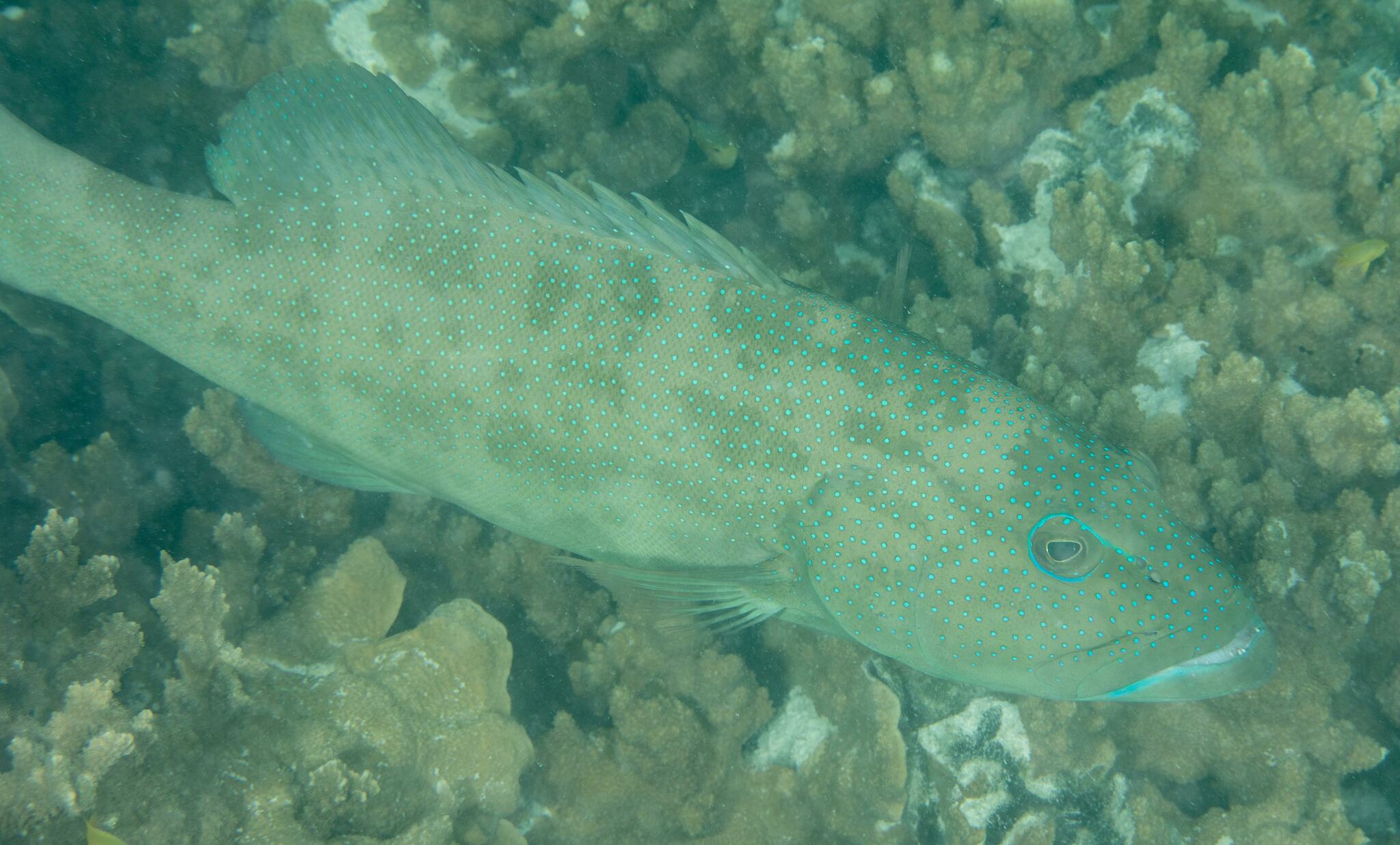 Plectropomus leopardus (Lacepède, 1802)