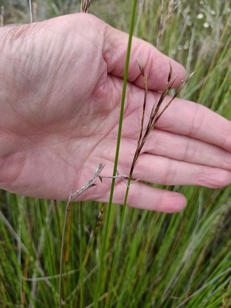 common rapier-sedge from Sydney NSW, Australia on February 1, 2023 at ...