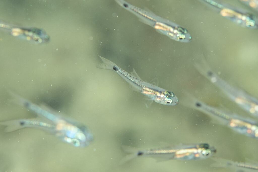 Apogon from Gladstone, QLD, Australia on January 27, 2023 at 09:55 AM ...