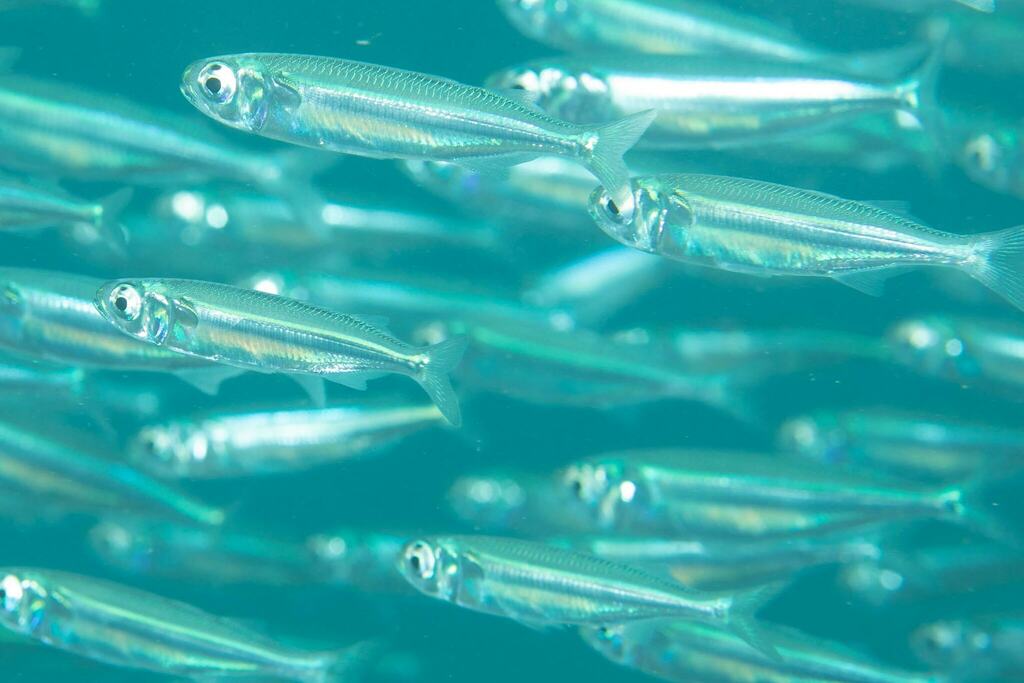 Slender Hardyhead from Gladstone, QLD, Australia on January 27, 2023 at ...