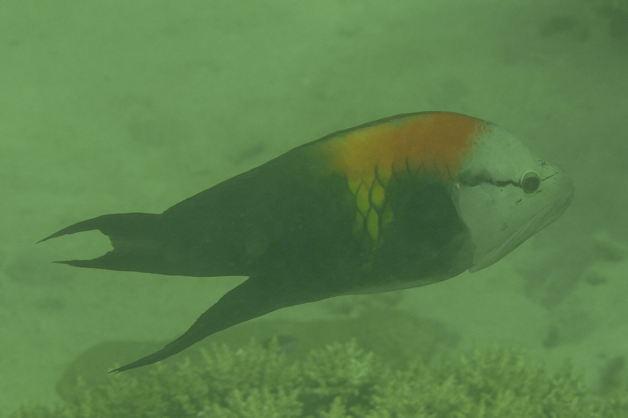 Epibulus insidiator (Pallas, 1770)