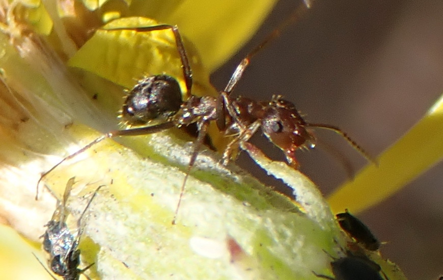 Pugnacious Ants and Allies from MTO Trails, Garden Route District ...