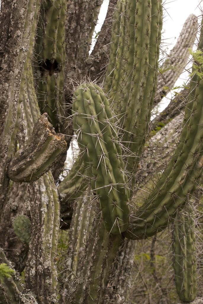 Toothpick Cactus from Estancia El Retiro on October 16, 2015 by Nicolas ...