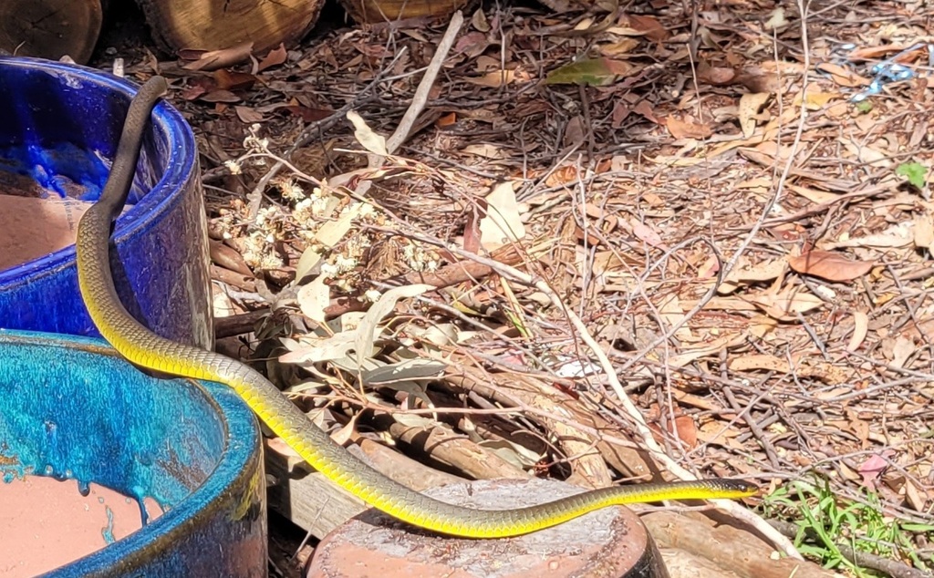 Common Tree Snake from Dalmeny NSW 2546, Australia on September 8, 2022 ...