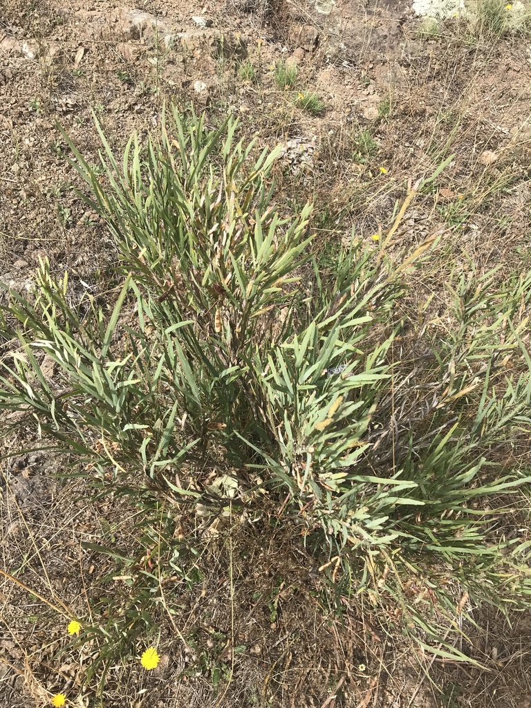 Murrumbidgee Bossiaea (Bossiaea grayi) - Botanical Realm