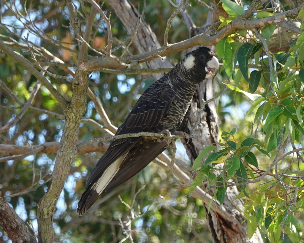 Baudin's Black Cockatoo in January 2023 by Kerry + Darren. 8+ birds ...