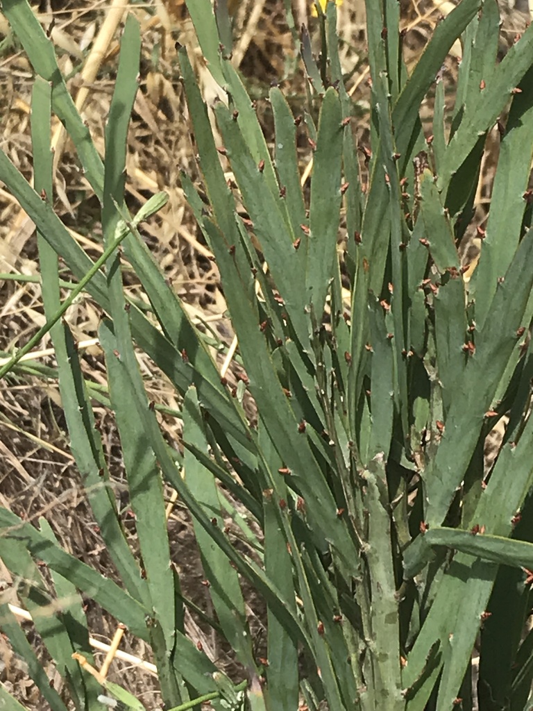Murrumbidgee Bossiaea (Bossiaea grayi) - Botanical Realm