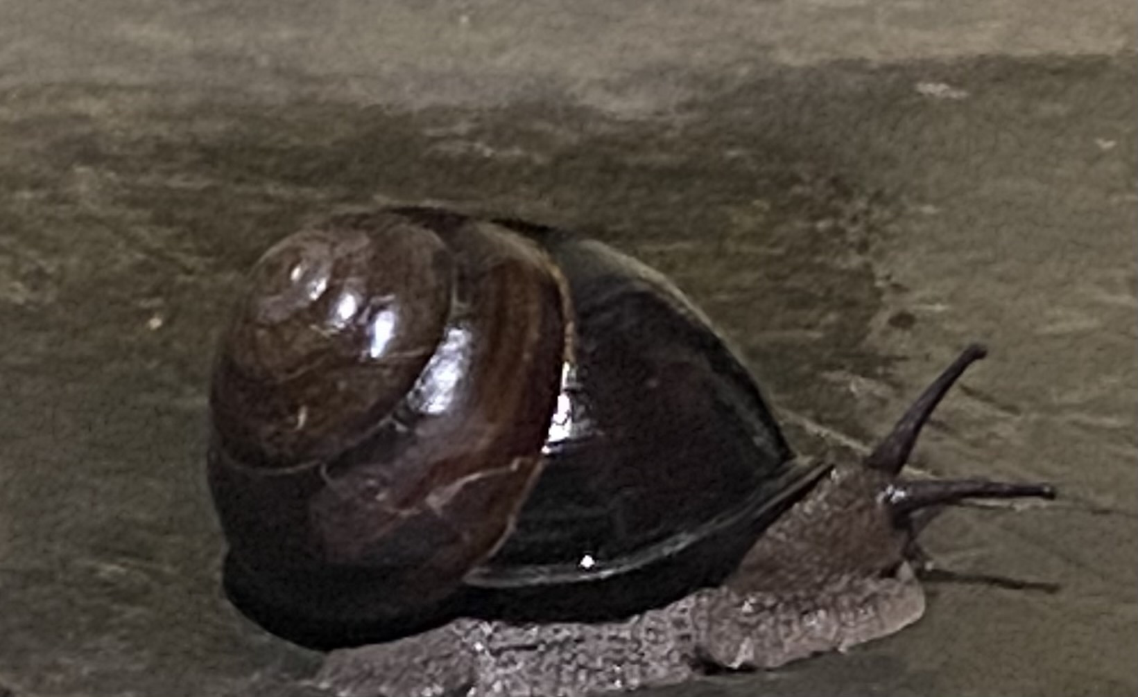 Sphaerospira Mörch, 1867