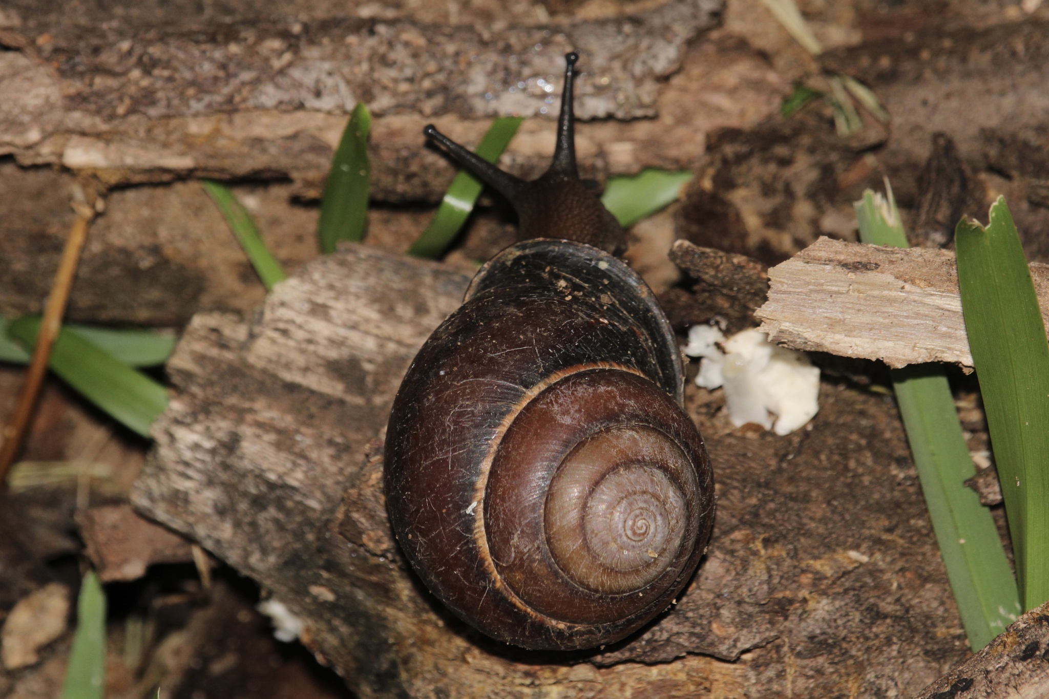 Sphaerospira Mörch, 1867