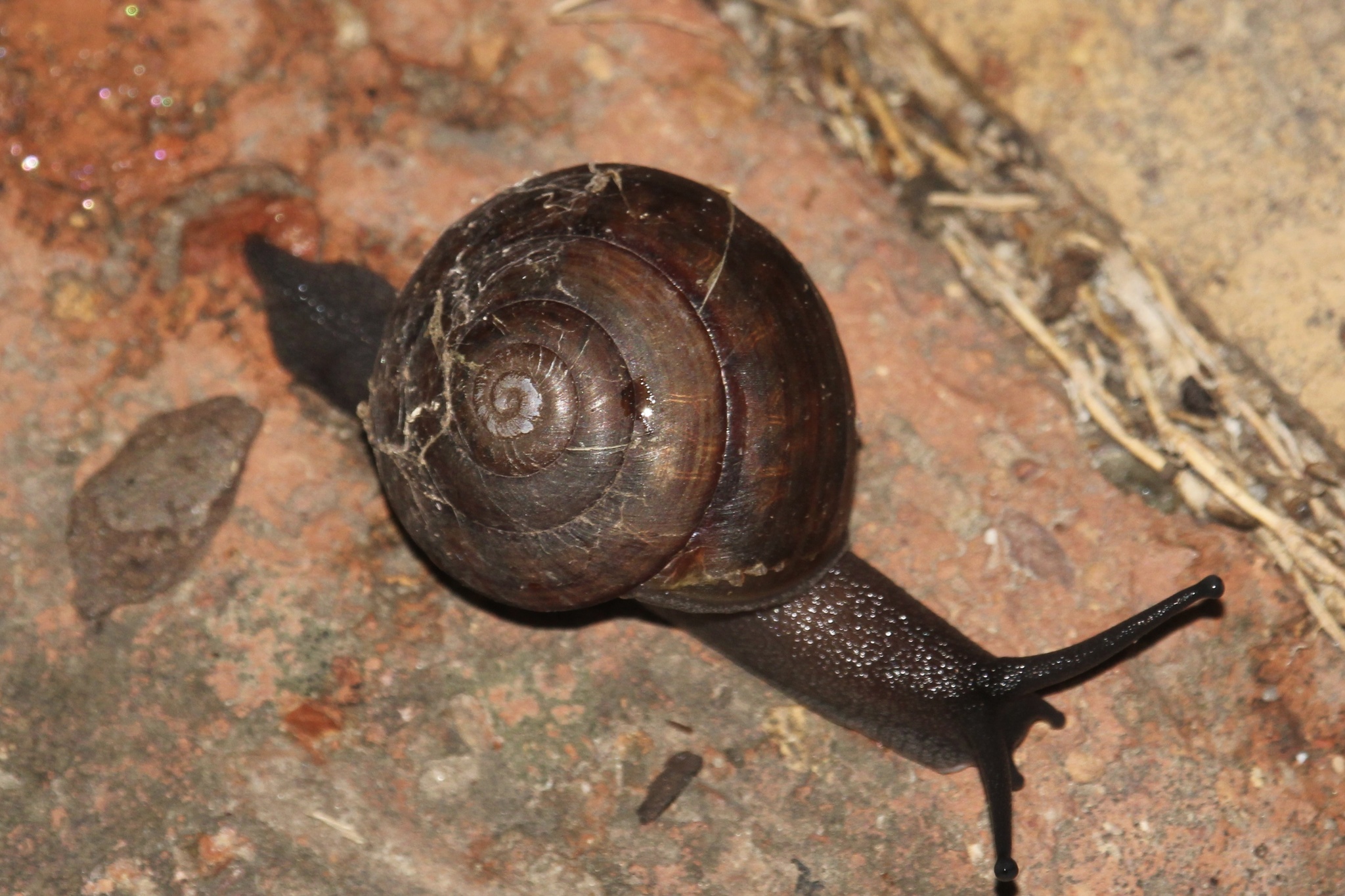 Sphaerospira Mörch, 1867