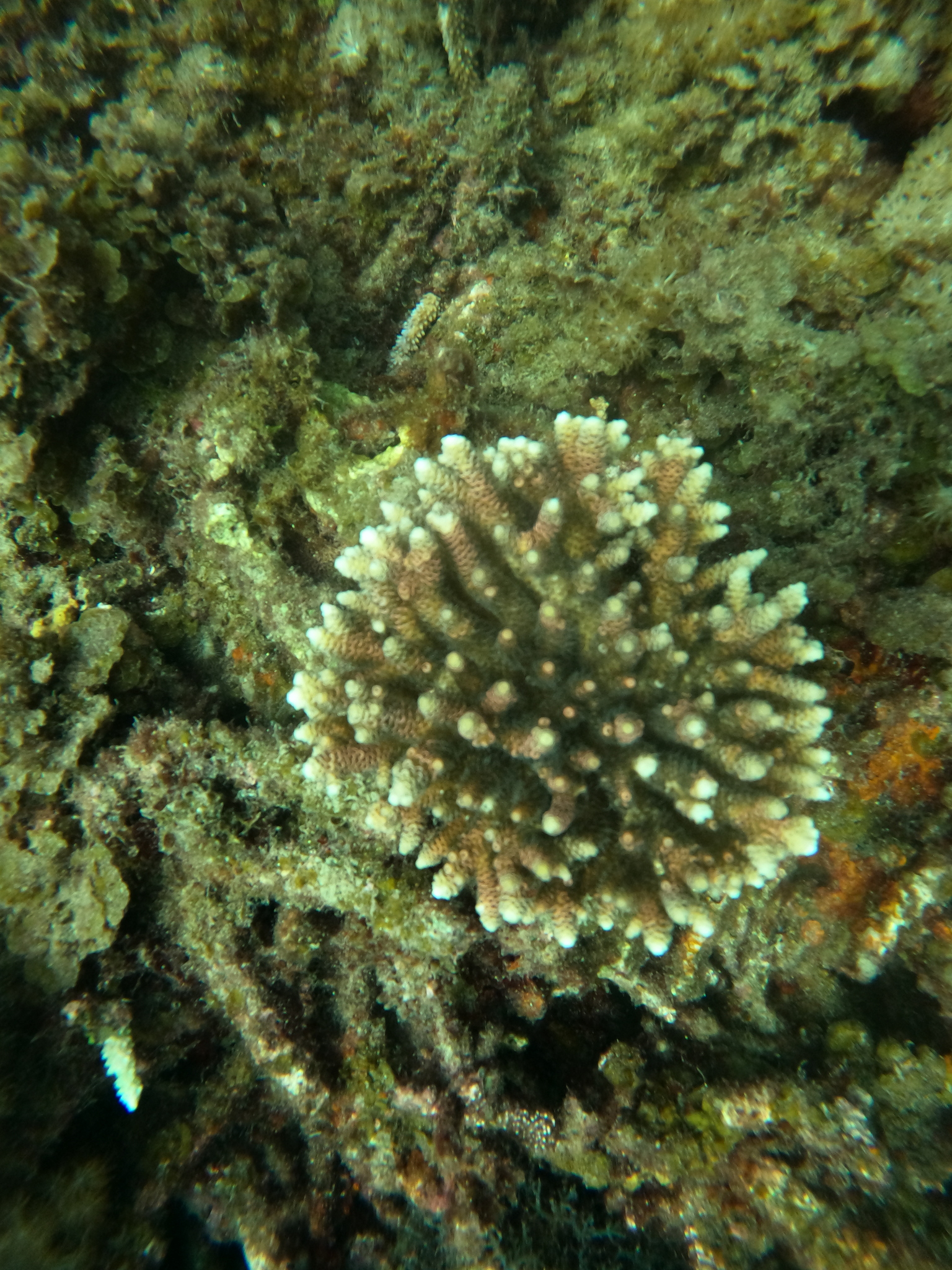 Acropora millepora (Ehrenberg, 1834)