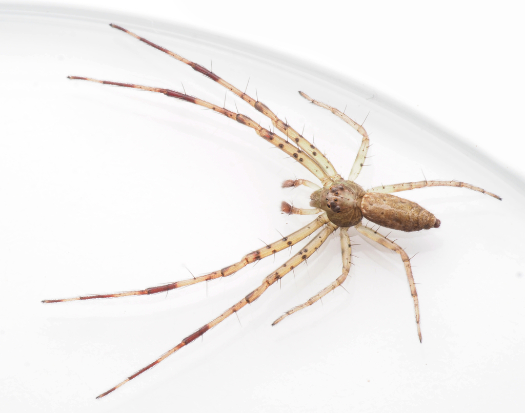 Octopus Spiders from Brisbane QLD, Australia on January 05, 2023 at 12: ...