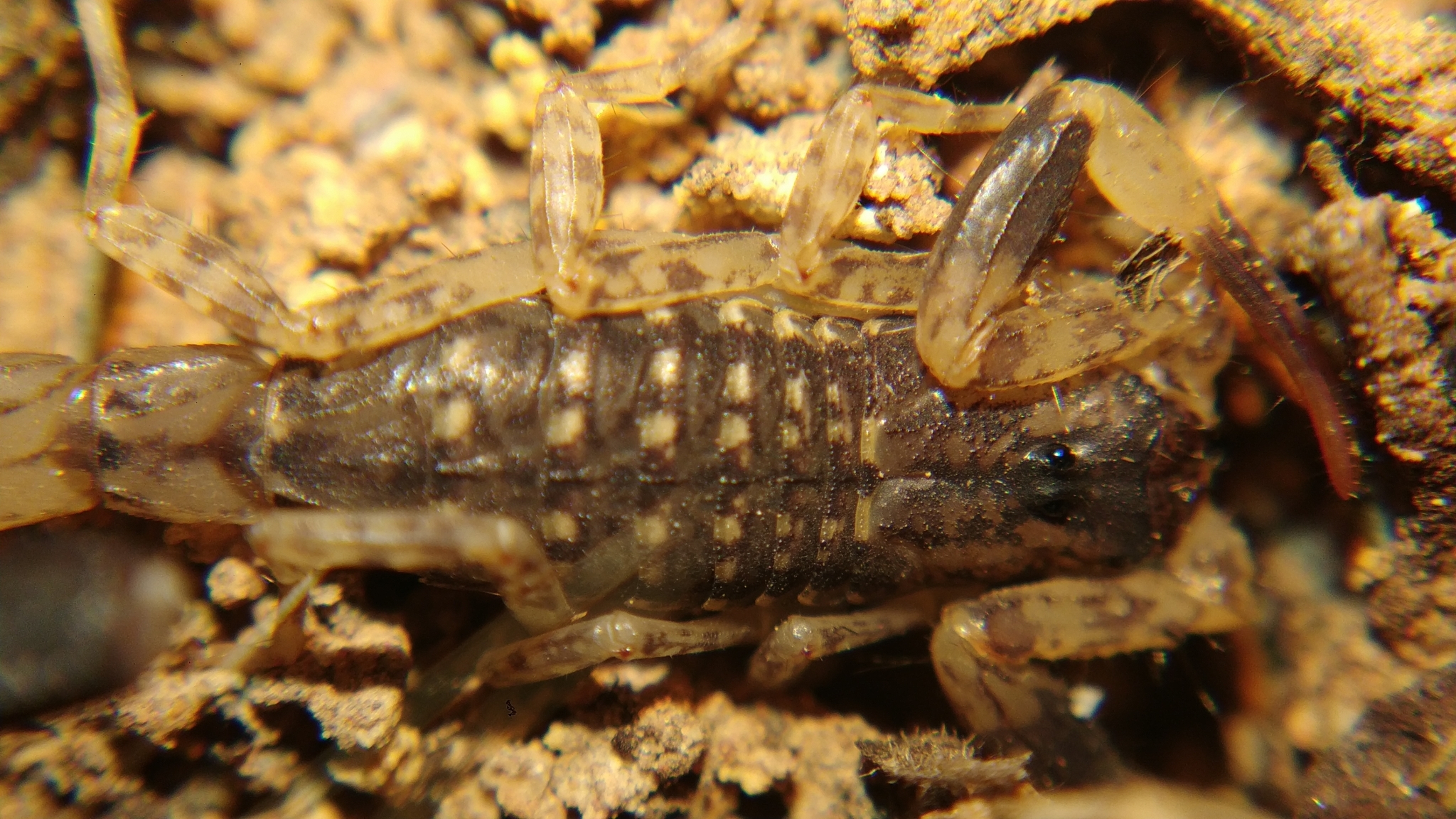 Lychas mucronatus (Fabricius, 1798)