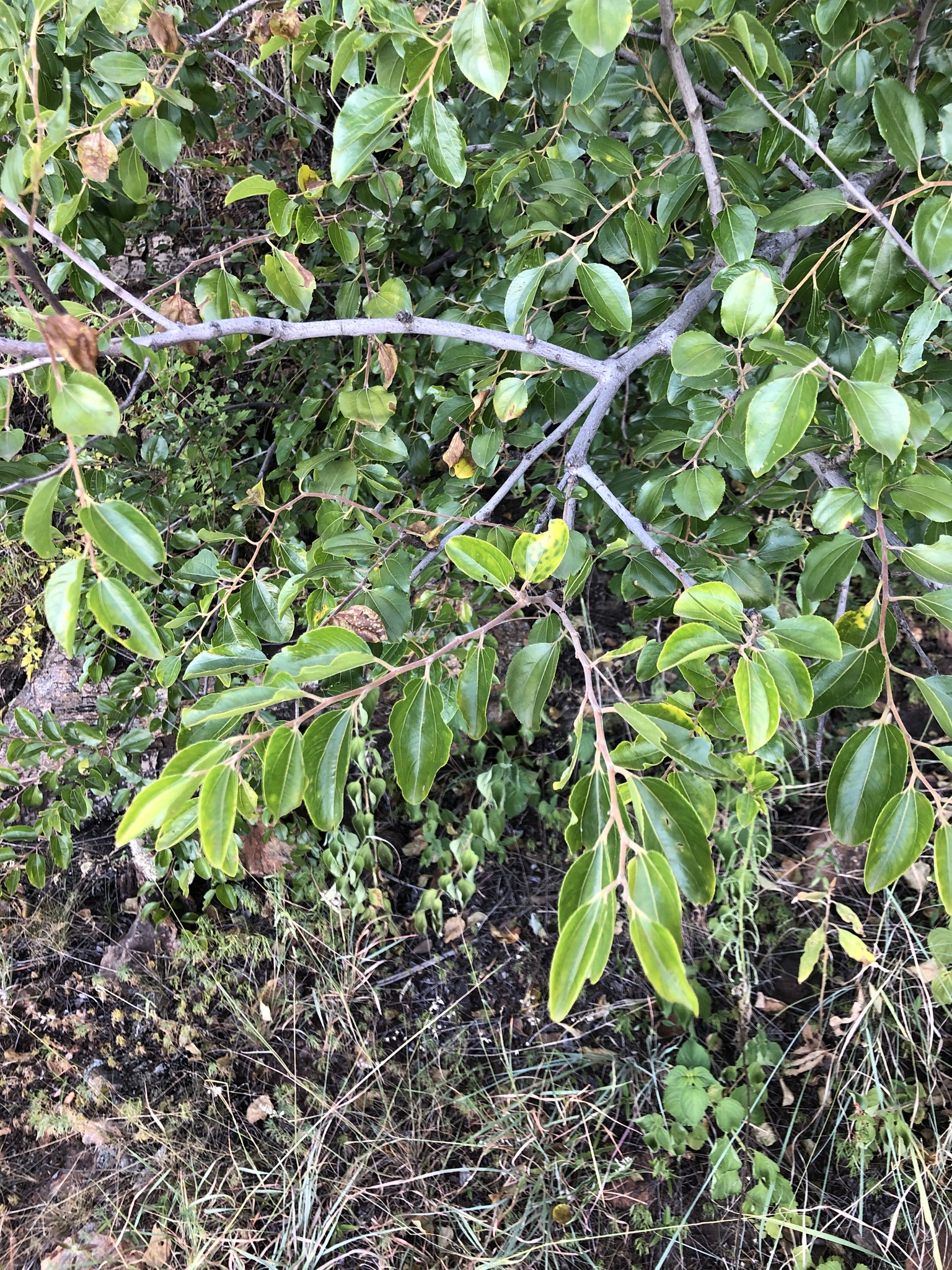 Ziziphus mucronata Willd.