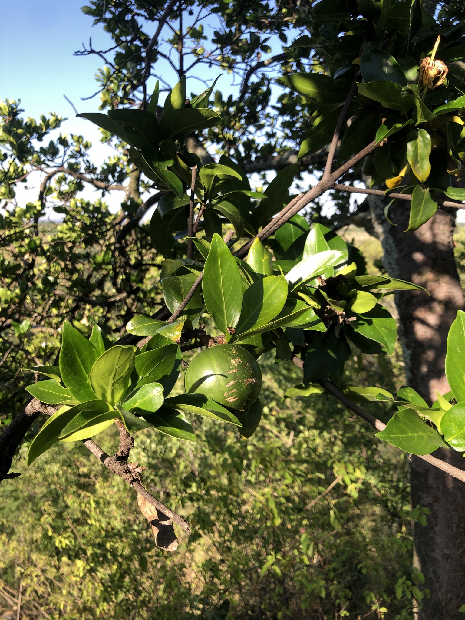 Rothmannia capensis Thunb.