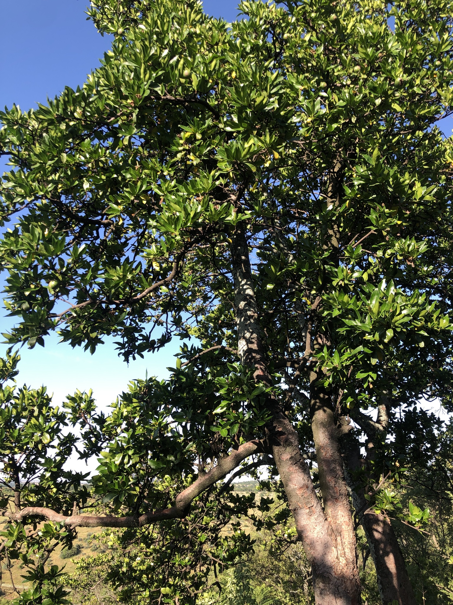 Rothmannia capensis Thunb.