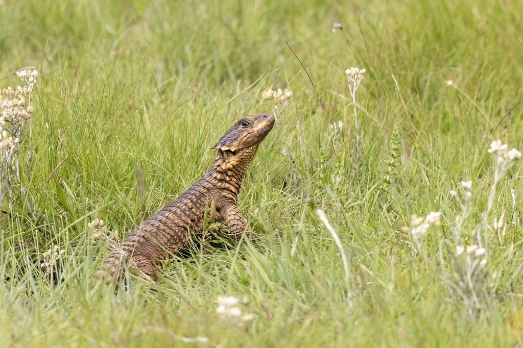 Giant Girdled Lizard in January 2023 by Niall Perrins · iNaturalist