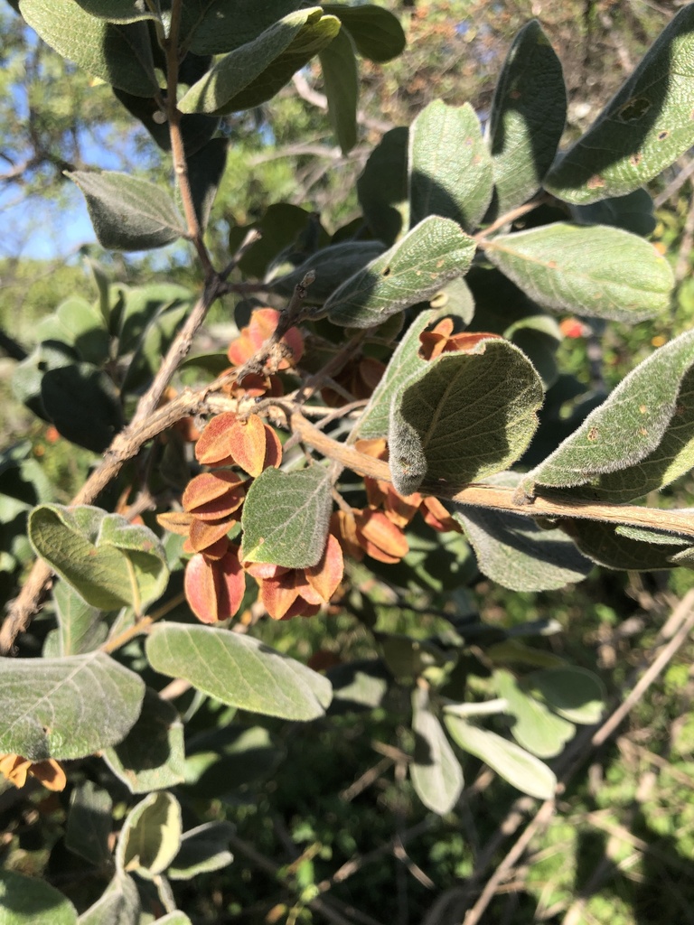 Velvet Bushwillow from City of Tshwane, ZA-GT, ZA on January 22, 2023 ...
