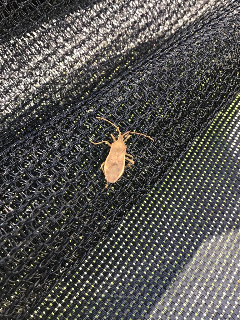 Homoeocerus unipunctatus from Uechi, Okinawa, Okinawa, JP on January 19 ...